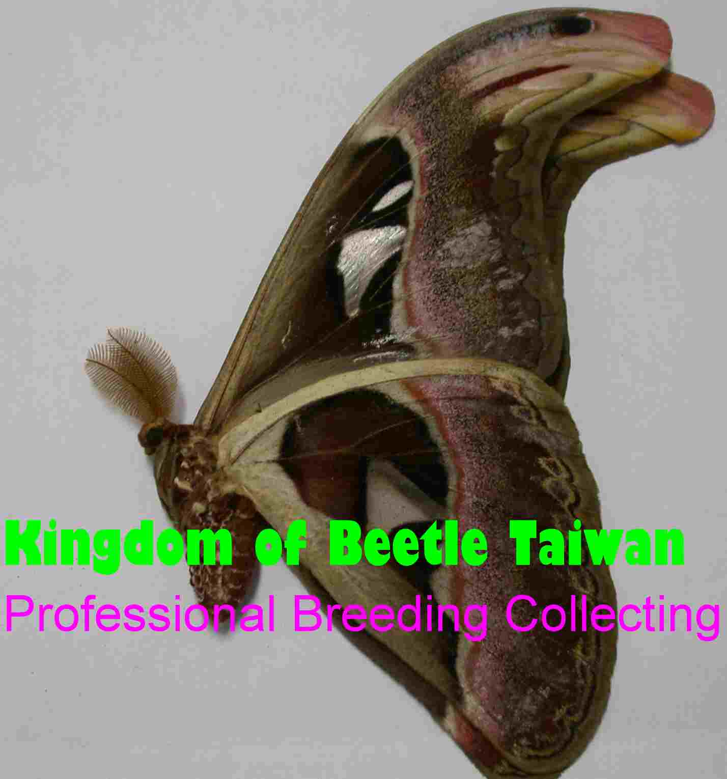 Kingdom of Beetle Taiwan-Biggest Dynastes hercules breeding workshop ...