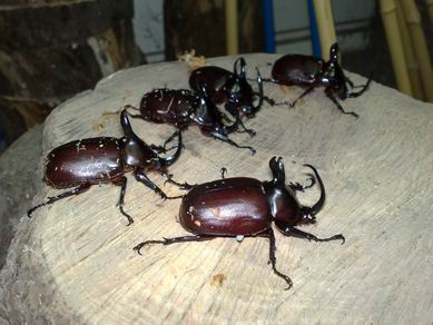 Kingdom of Beetle Taiwan-Biggest Dynastes hercules breeding workshop ...