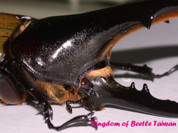 Kingdom of Beetle Taiwan-Biggest Dynastes hercules breeding workshop ...