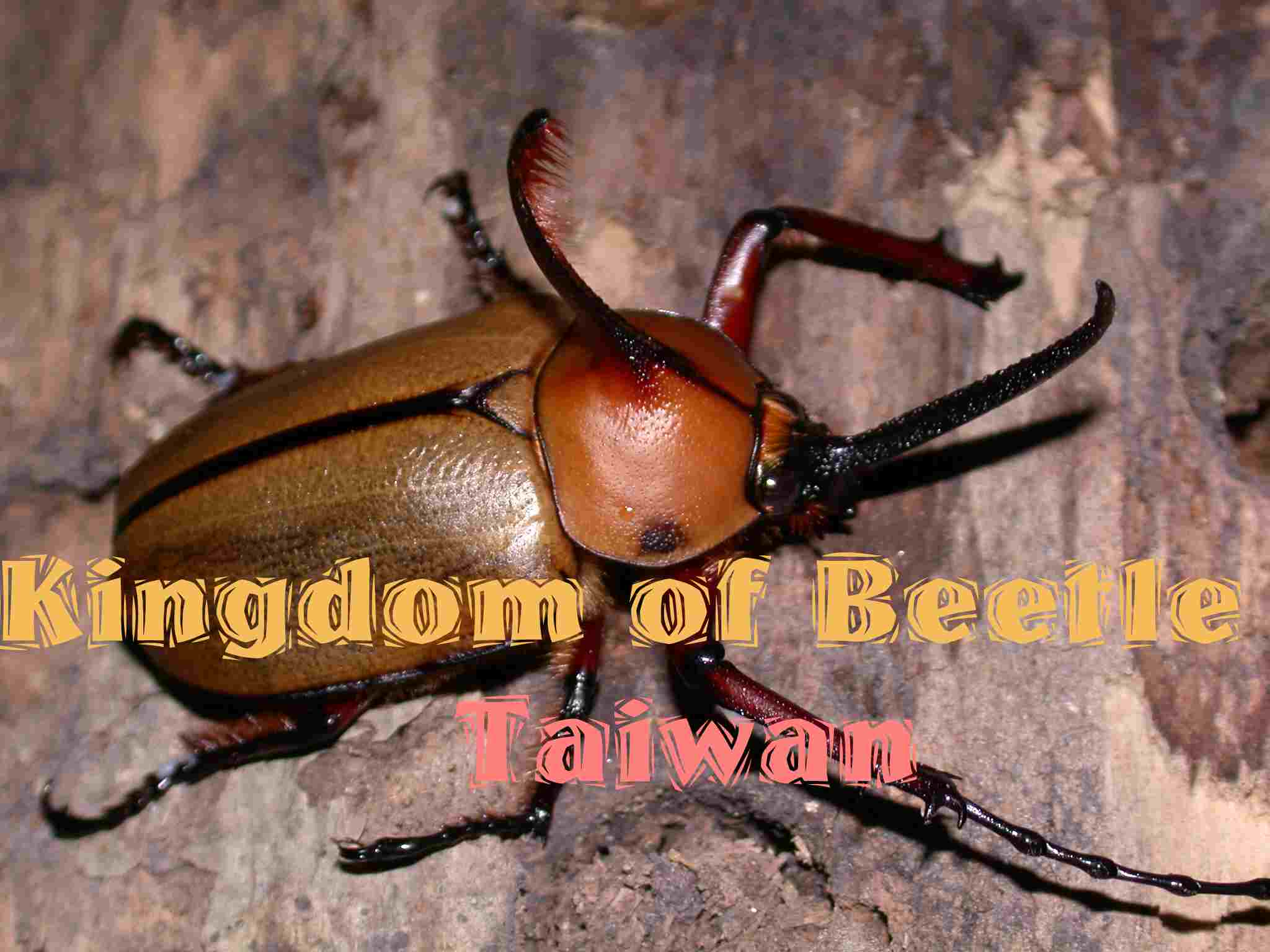 Kingdom of Beetle Taiwan-Biggest Dynastes hercules breeding workshop ...