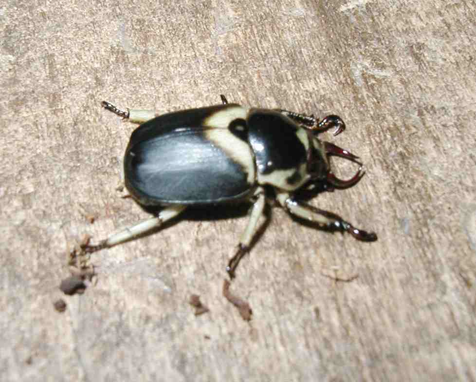 Kingdom of Beetle Taiwan-Biggest Dynastes hercules breeding workshop ...