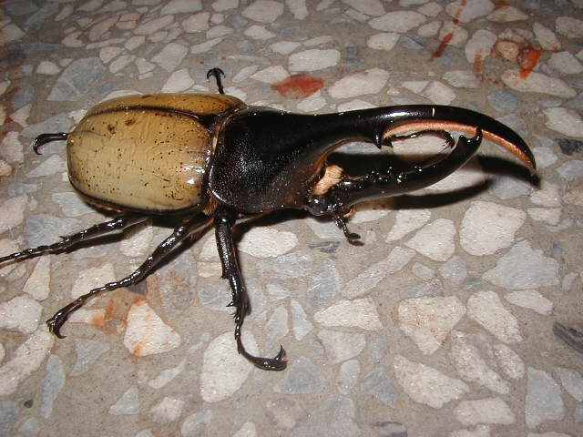 Kingdom of Beetle Taiwan-Biggest Dynastes hercules breeding workshop ...
