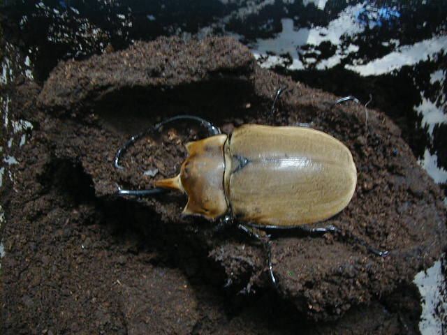 Kingdom of Beetle Taiwan-Biggest Dynastes hercules breeding workshop ...